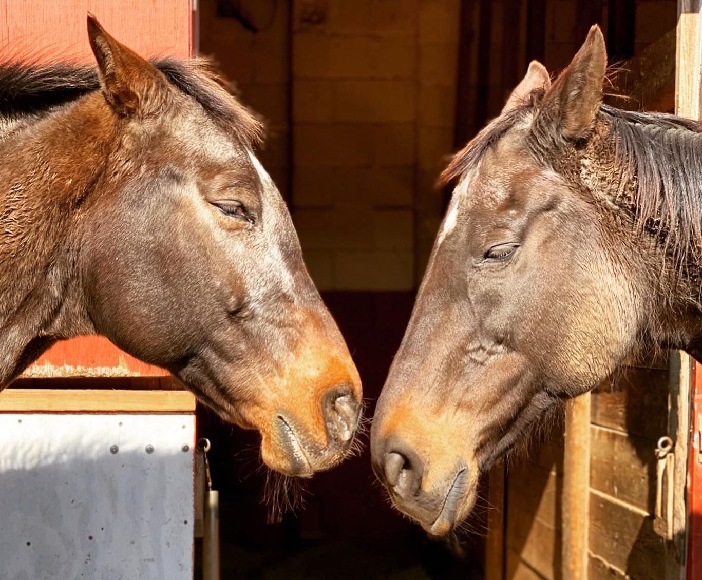 Spirit’s Promise Rescue Continues Virtual Classroom - Long Island Media ...