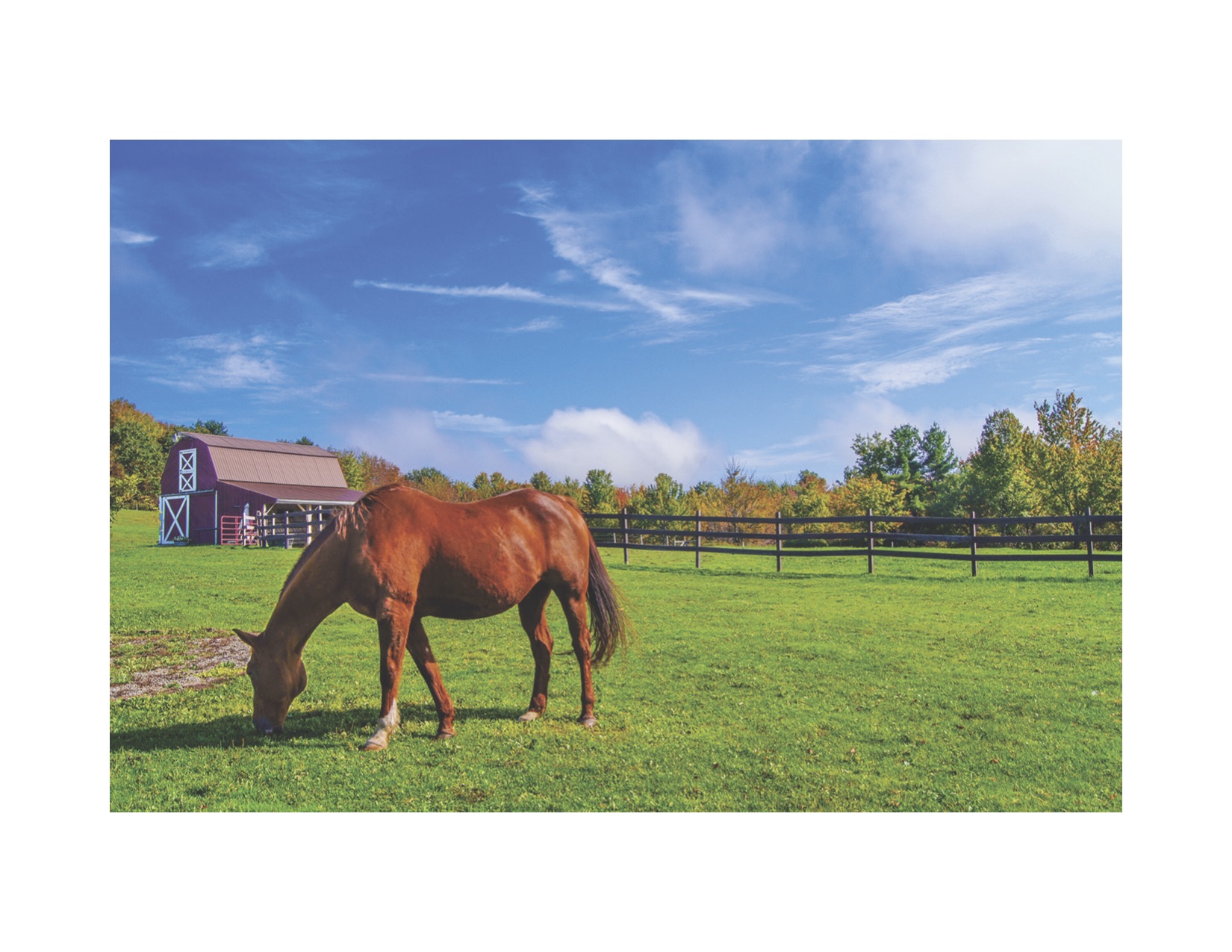 Long Island Equine Trail & Neptune Feed & Saddlery Announces Long ...