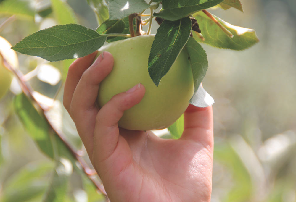 Fall Harvest Fruits And Vegetables - Long Island Media Group